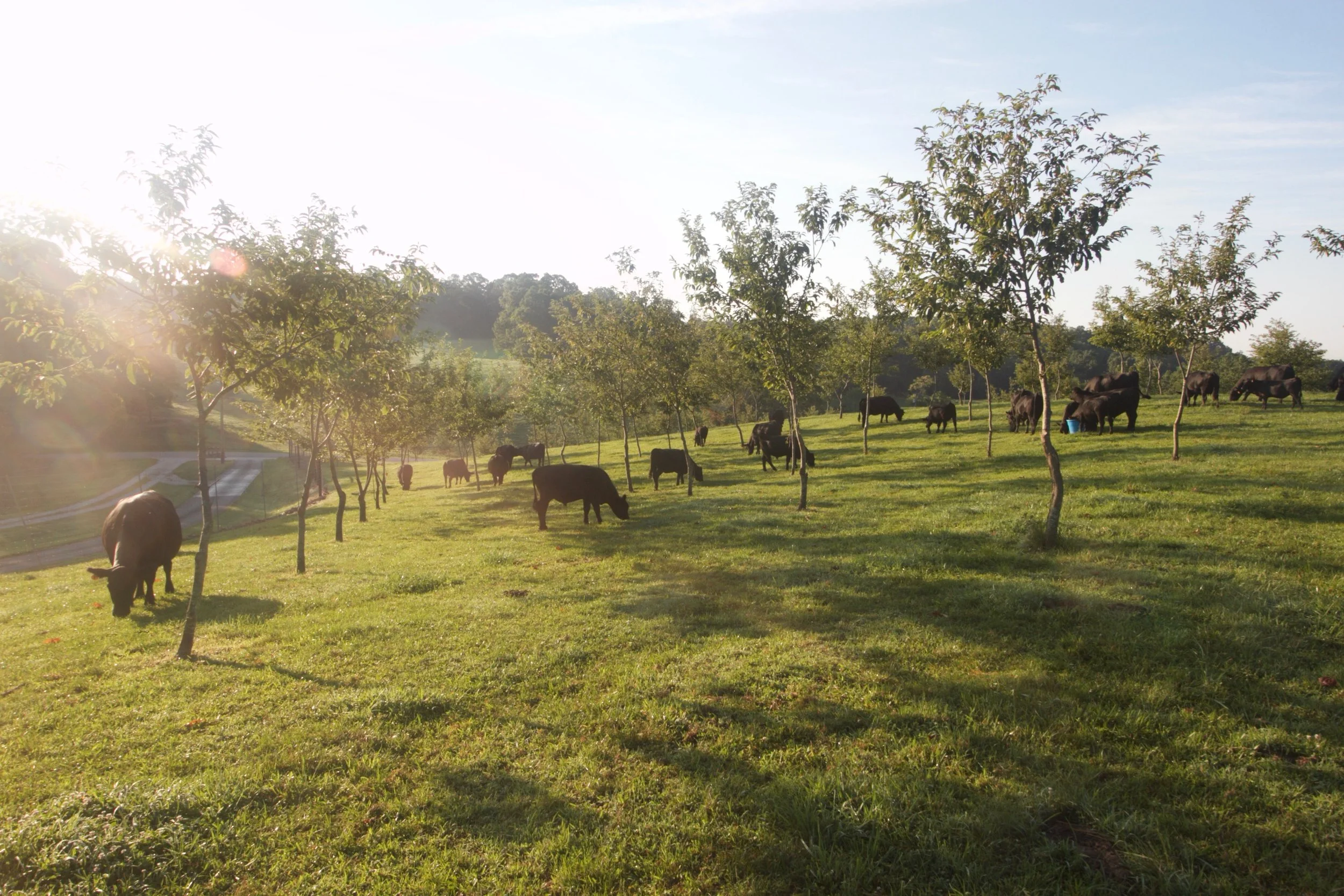 Agroforestry — Propagate