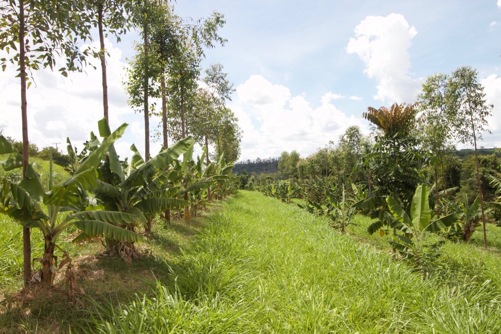 Cold Climate Syntropic Agriculture — Propagate