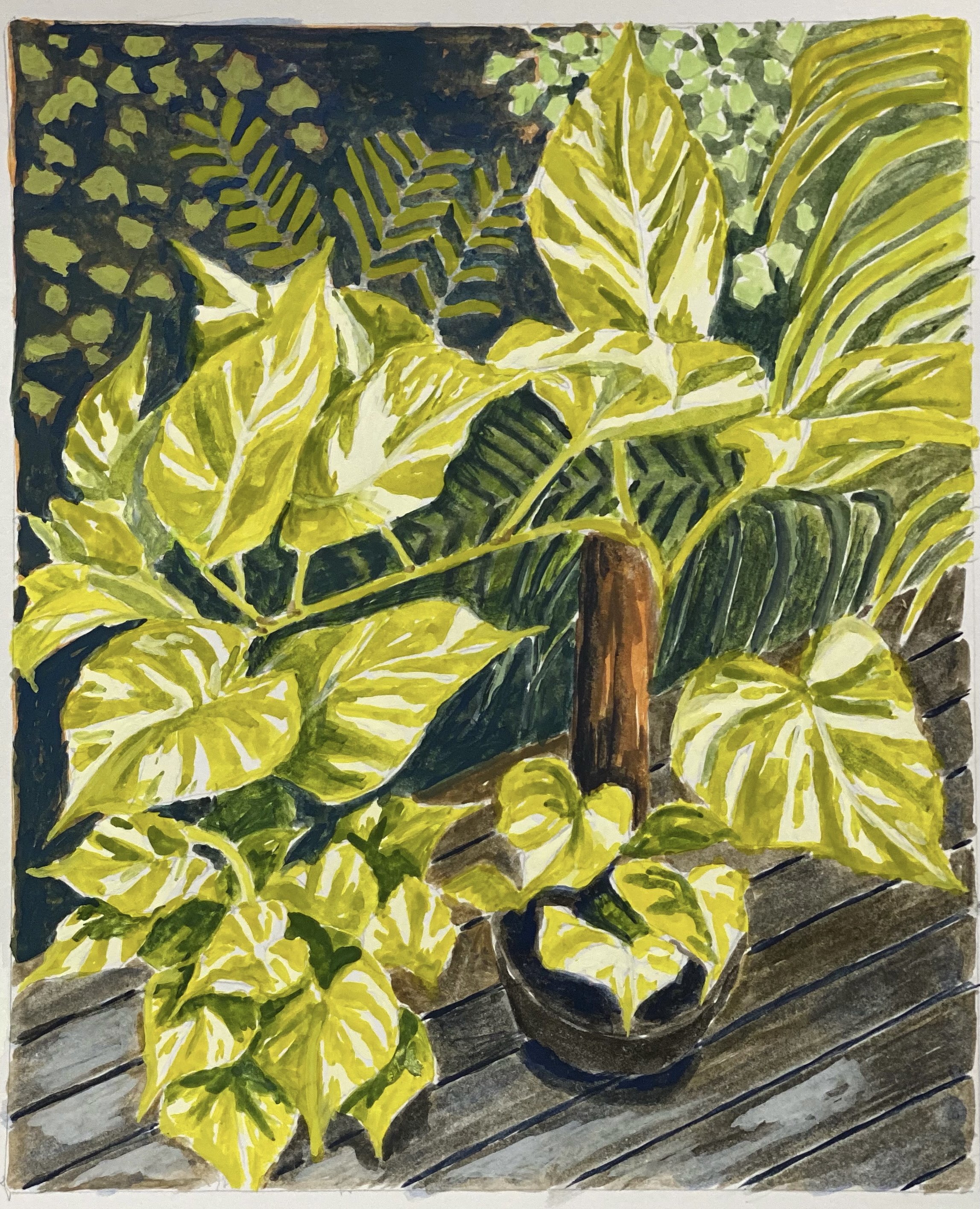 Devil's Ivy — Weswal Gallery