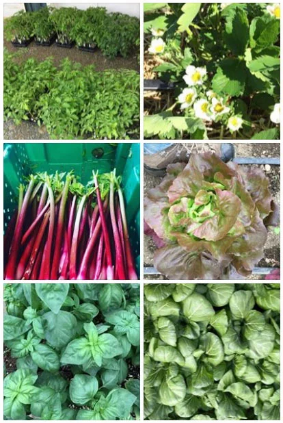 Berry Netting — THE BERRY PATCH