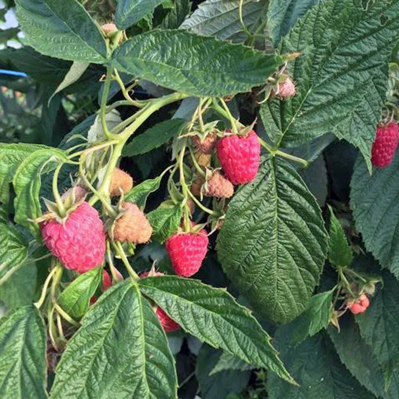 Our Berries — THE BERRY PATCH