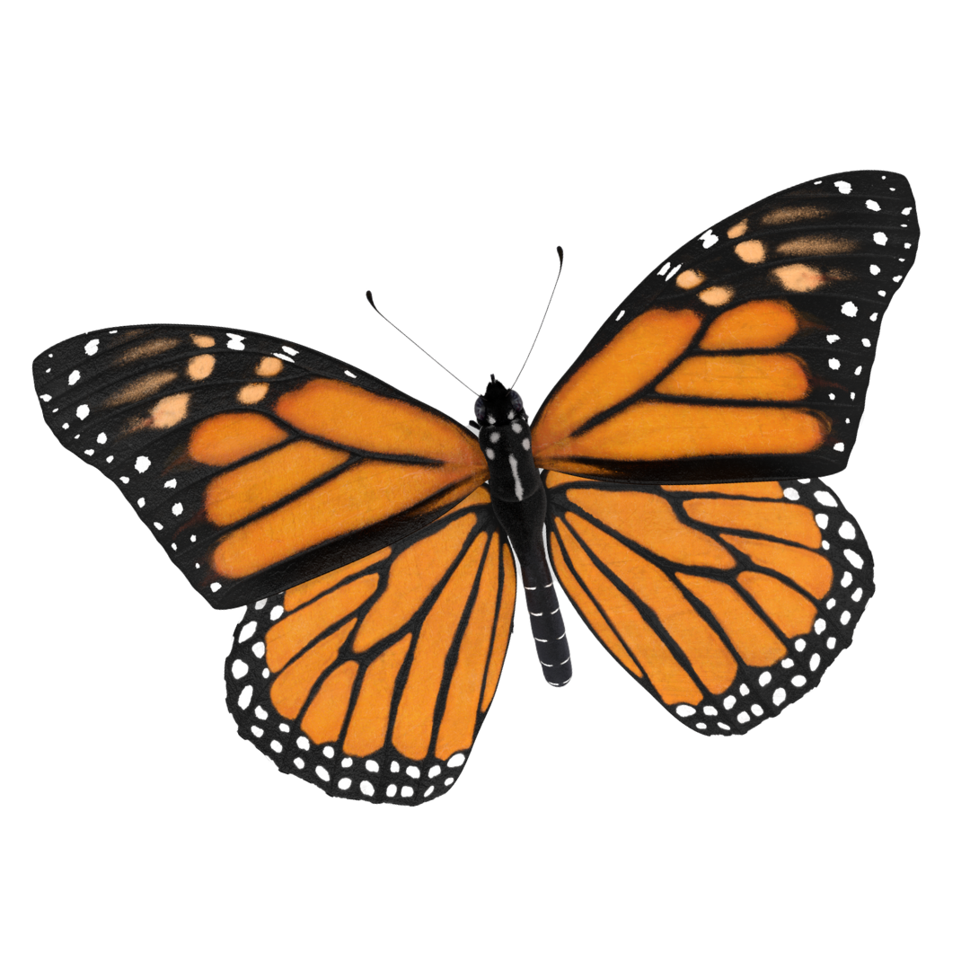 Marcia's Musings: Float Like a Butterfly — Green Lotus Yoga & Healing ...