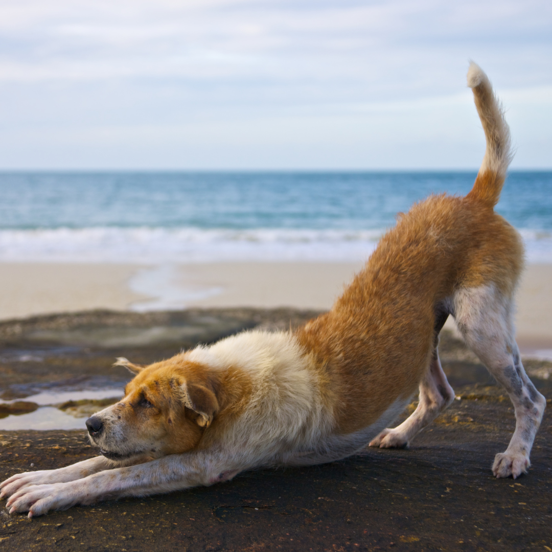 Easing Into Downward Facing Dog — Green Lotus Yoga & Healing Center