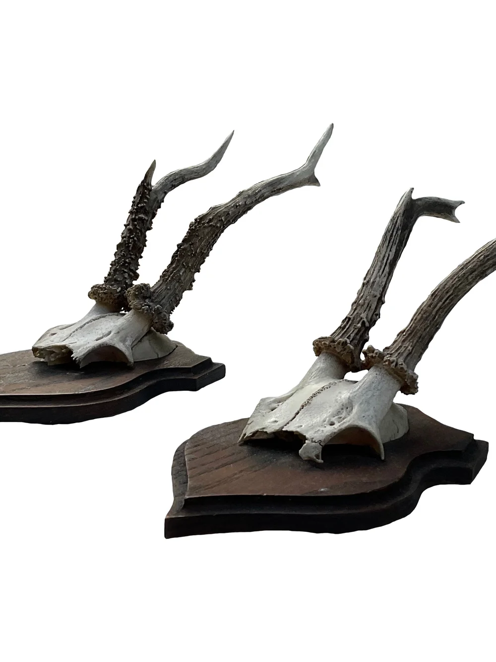 Vintage Mounted Antlers