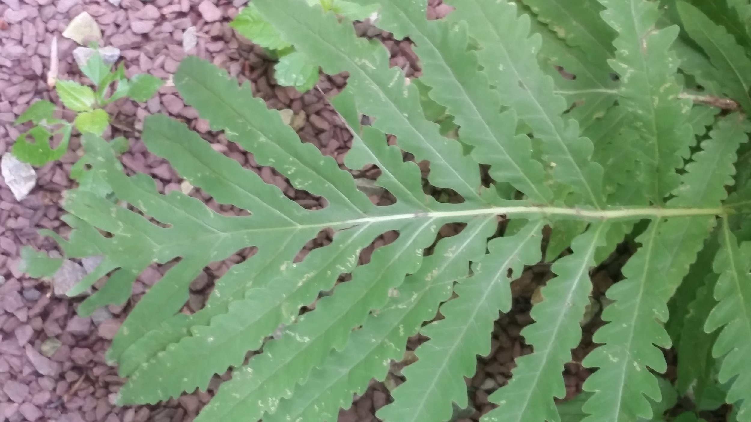Native Plant Highlight - Ferns — Earth Stewardship East