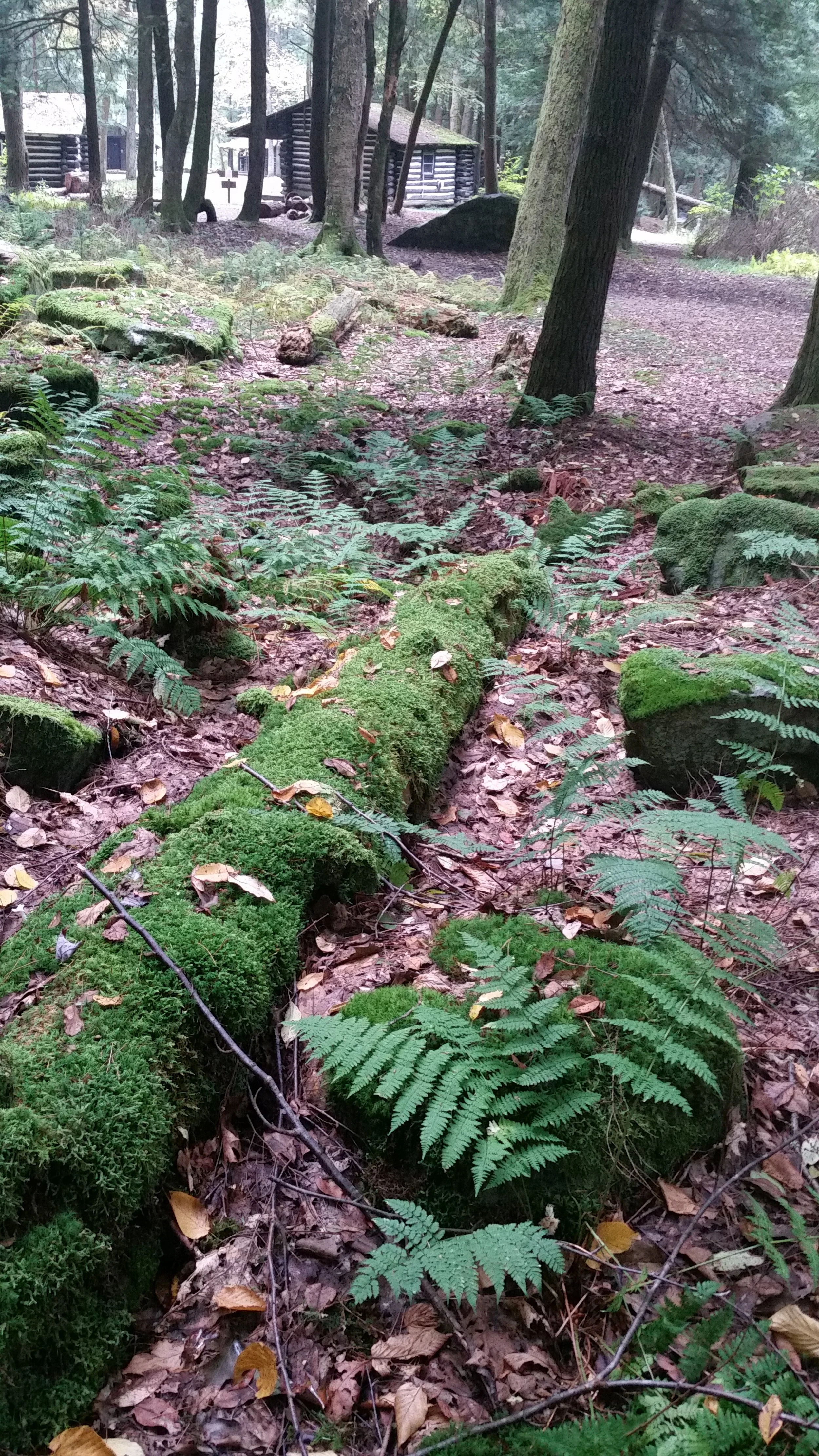 Old Growth Trees Earth Stewardship East