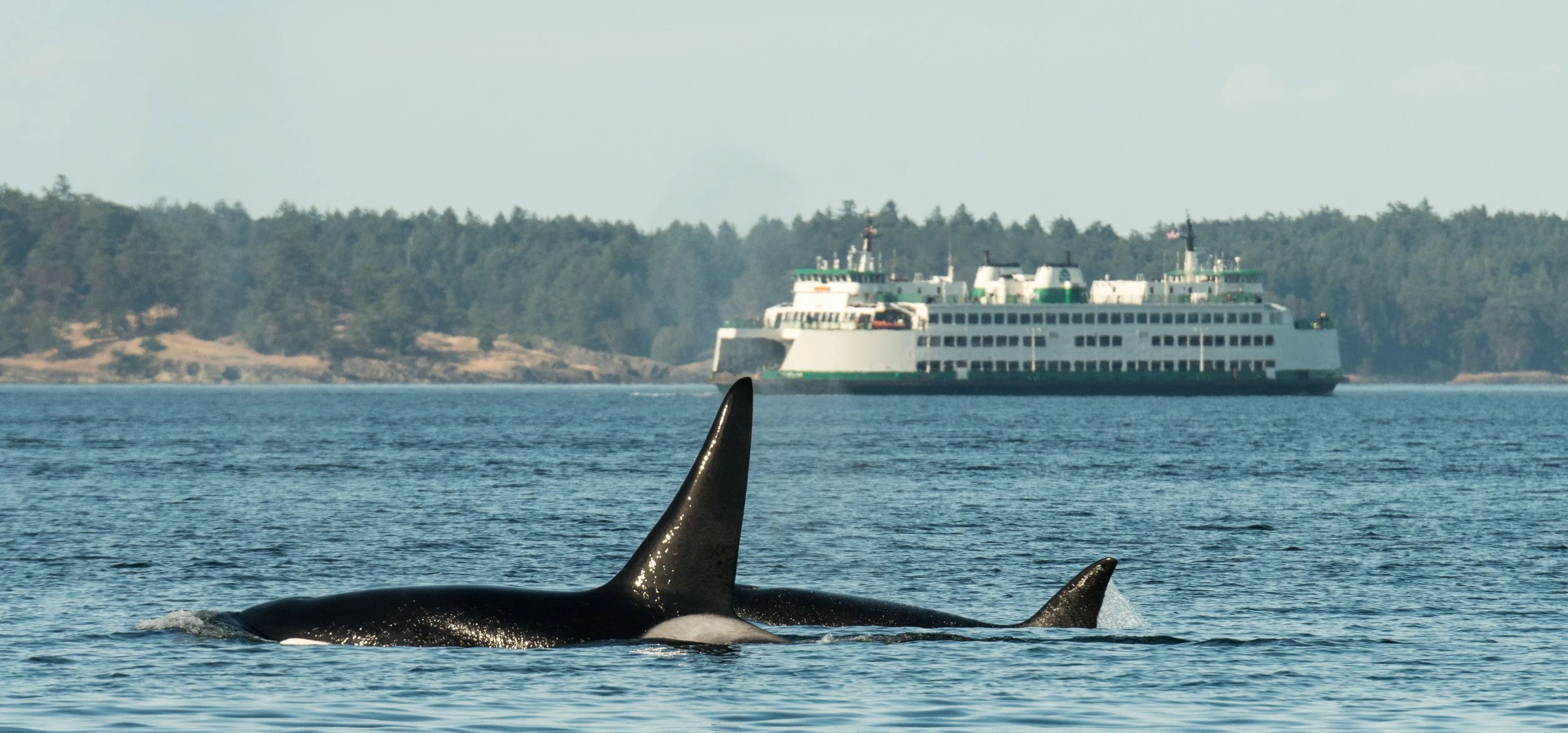 The San Juan Island Ferry Explained — Travel San Juan