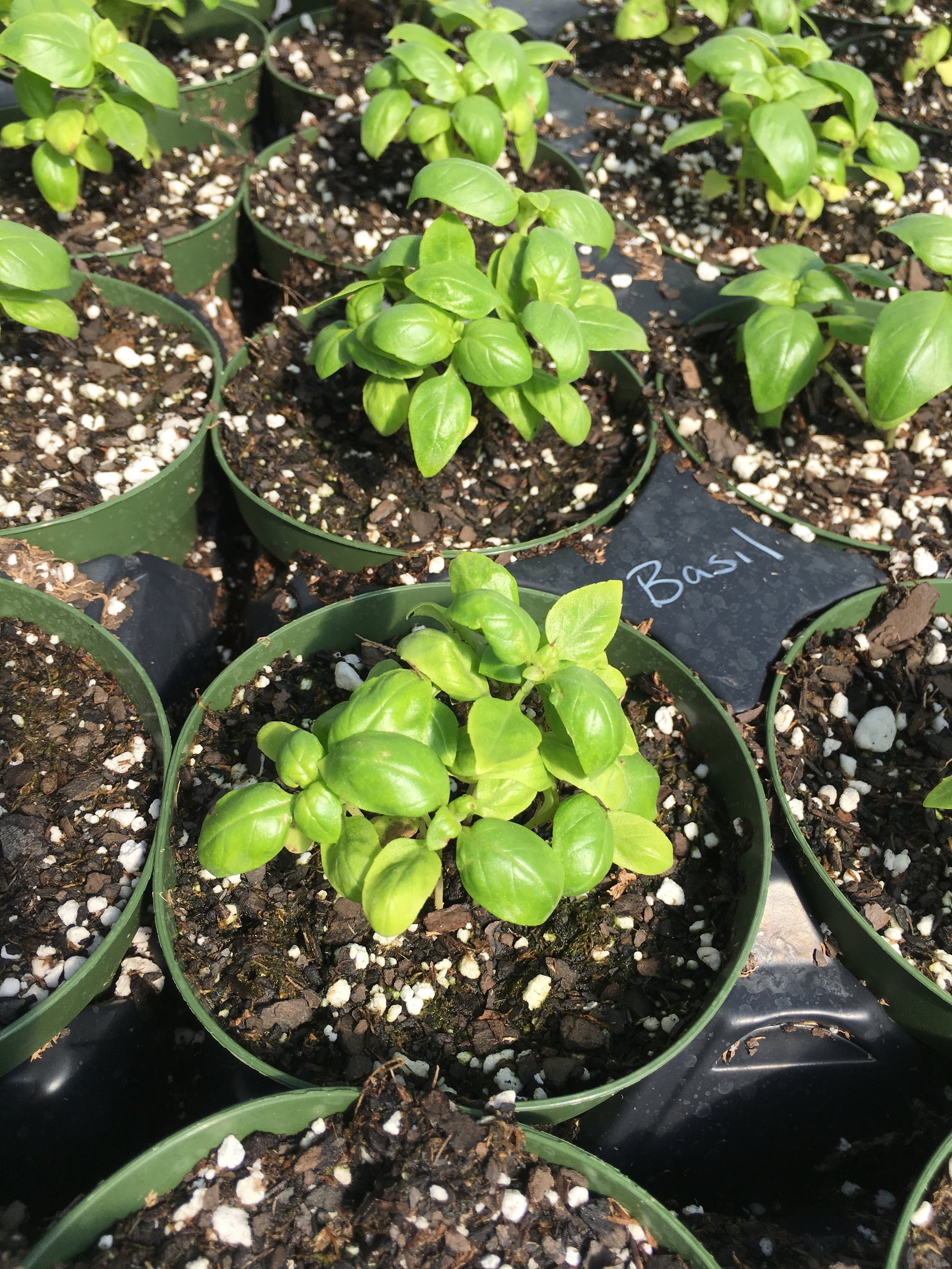 Plant Place NurseryOnline Store