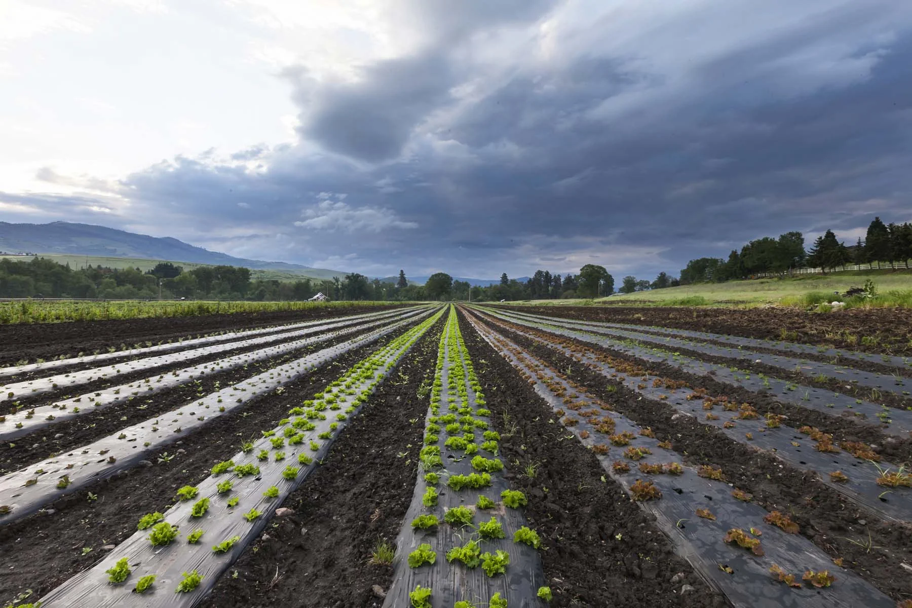 News — Fry Family Farm