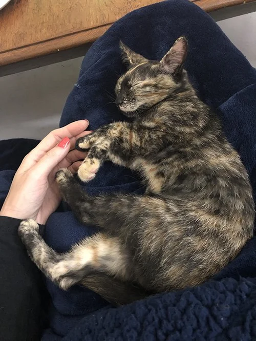 About — ANNIE HAMMAN ART