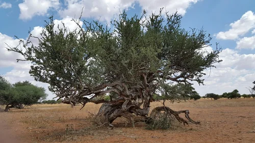 Kalahari: A Season At Tswalu — Nic Bladen