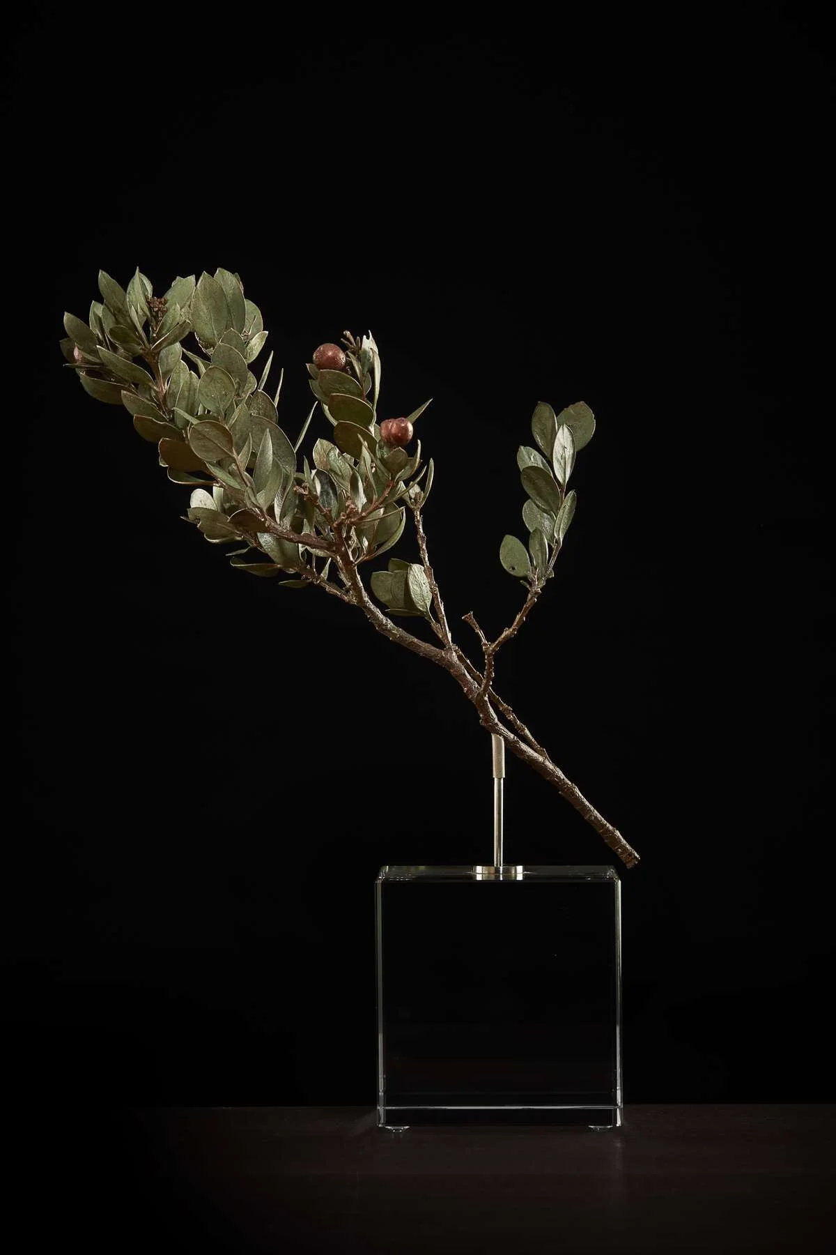 even at this unfavourable (dry) season…” — Nic Bladen