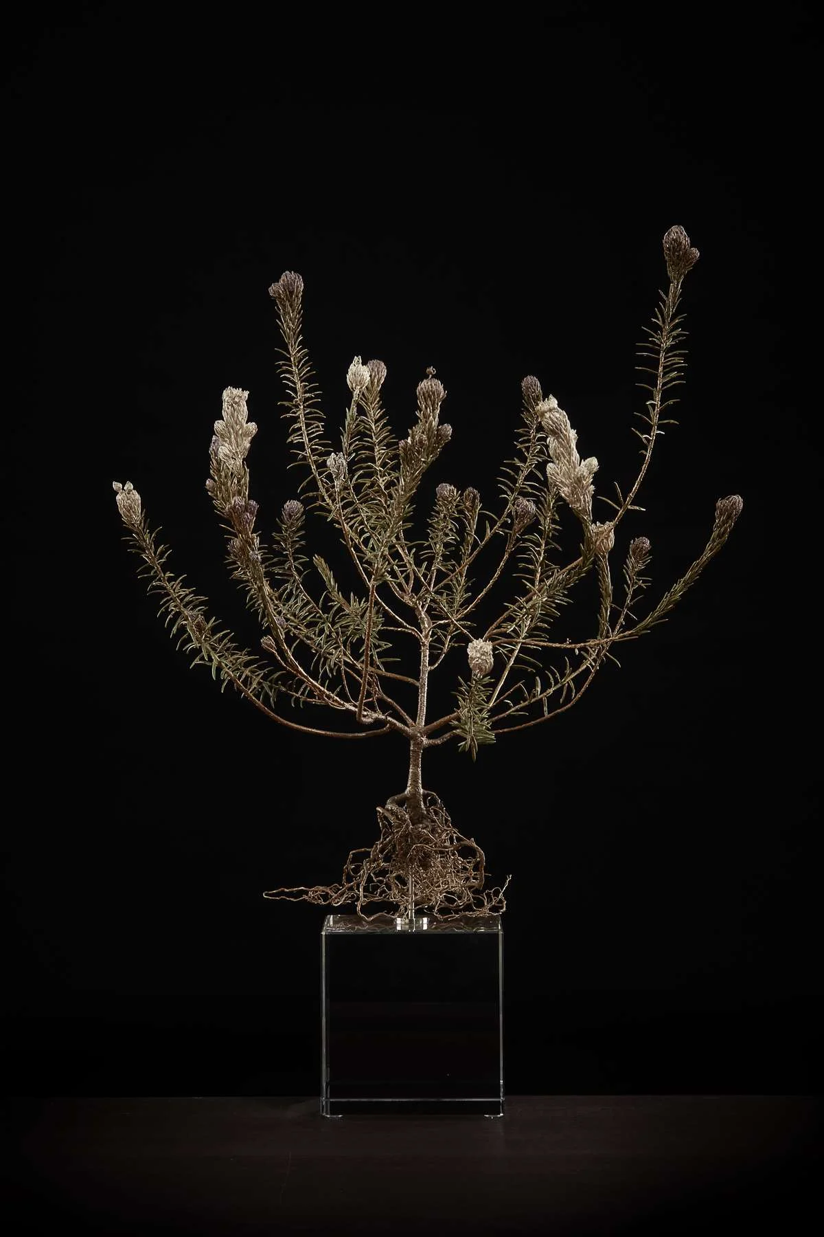 even at this unfavourable (dry) season…” — Nic Bladen