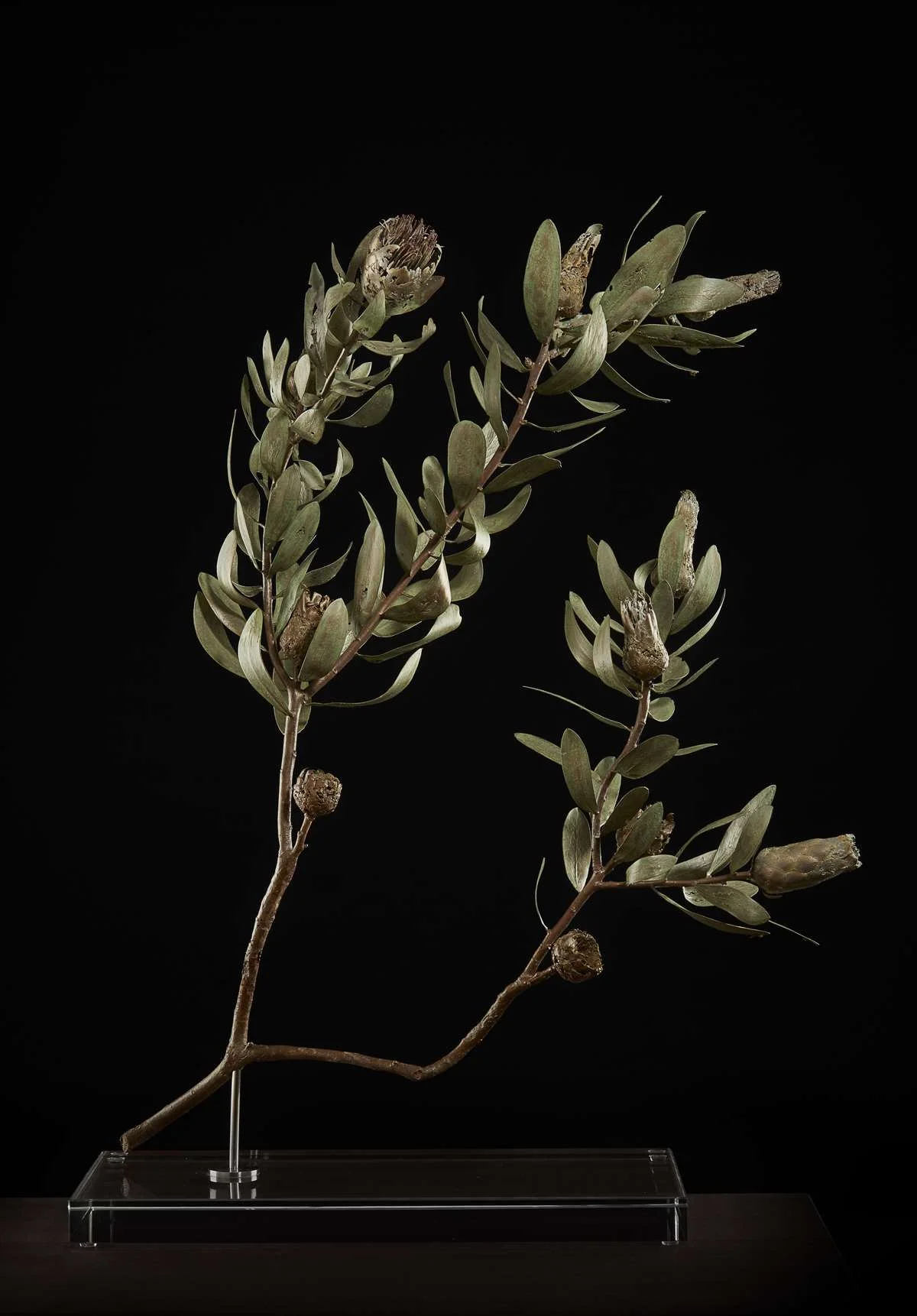 even at this unfavourable (dry) season…” — Nic Bladen