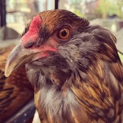 HAPPY PIC — Sooner Than Tomorrow