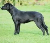 American Vs English — Southern Field Retrievers