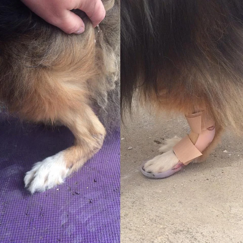 Animal Braces (orthotics) and artificial legs (prosthetics)