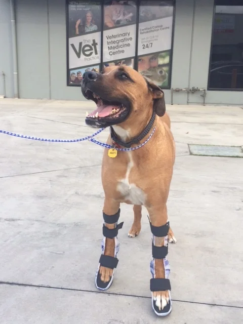 Animal Braces (orthotics) and artificial legs (prosthetics)