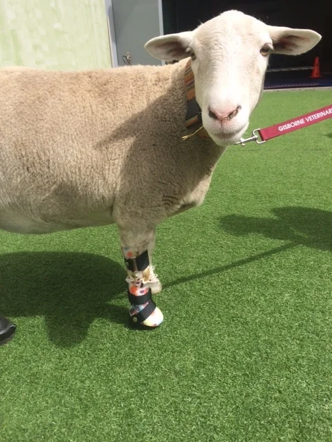 Animal Braces (orthotics) and artificial legs (prosthetics)