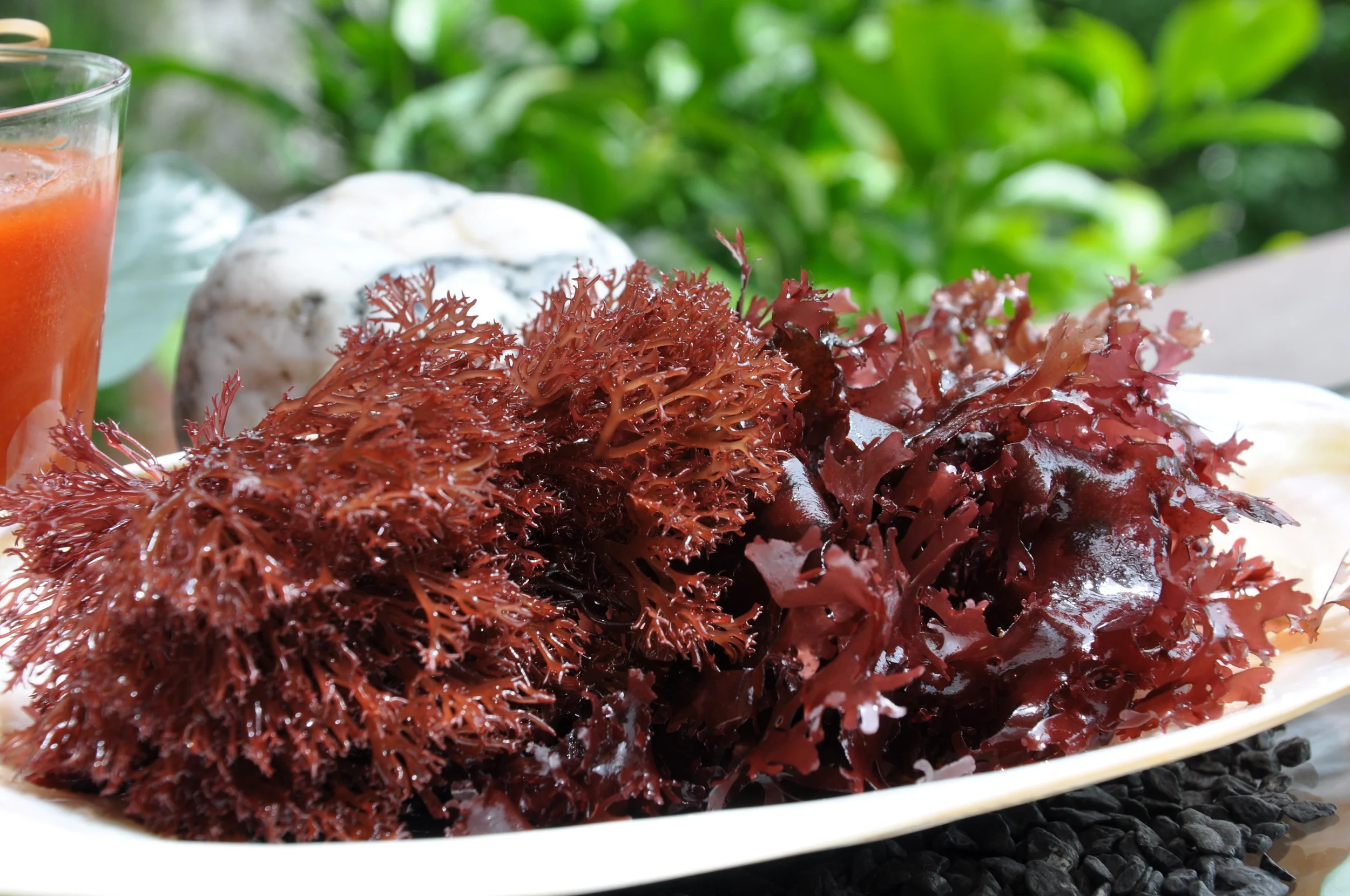 Monterey Bay Seaweeds