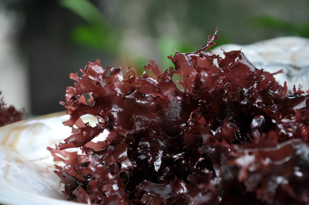 Monterey Bay Seaweeds