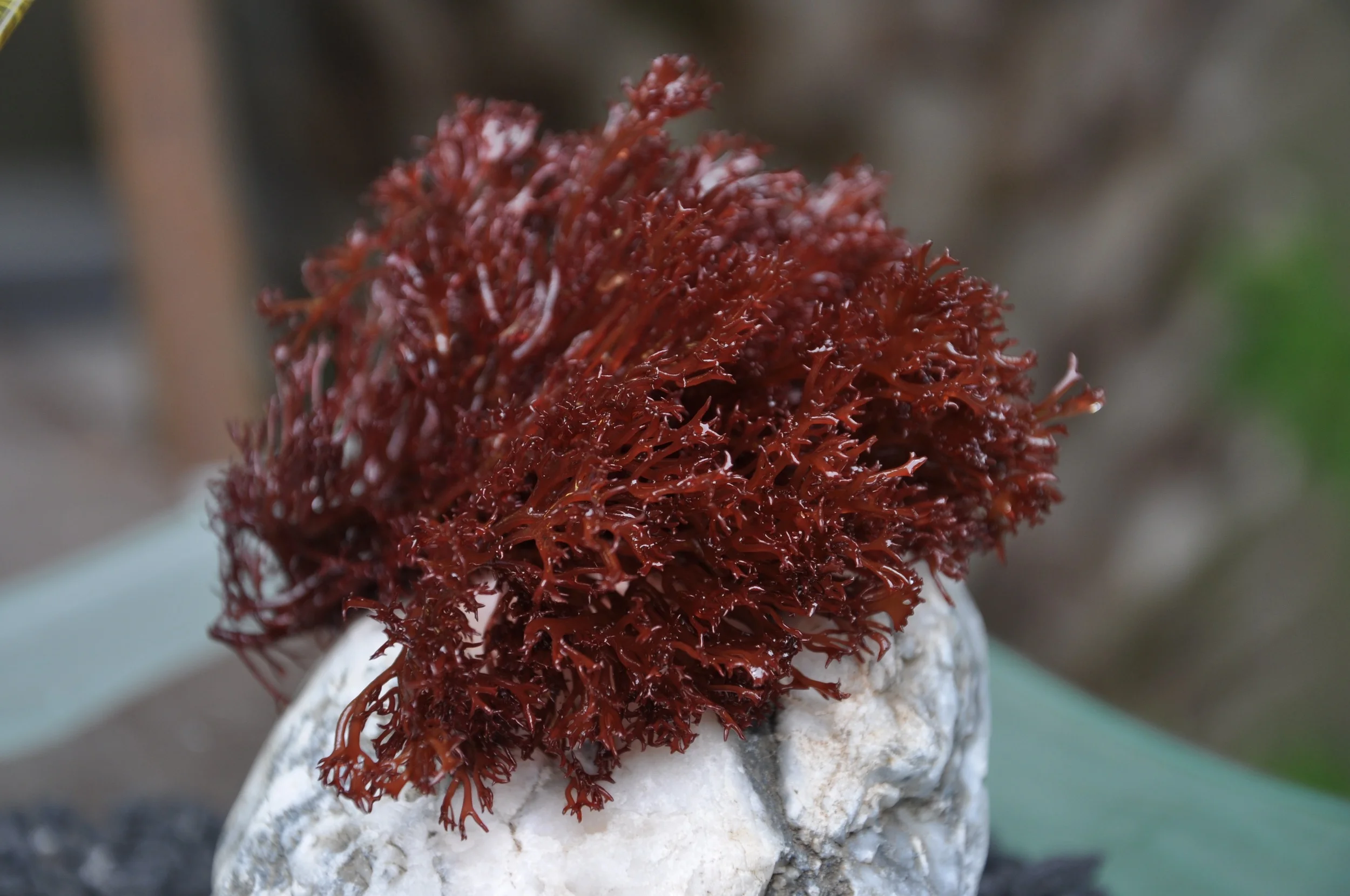 Seaweed Knowledge — Monterey Bay Seaweeds