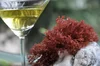 Culinary Inspirations — Monterey Bay Seaweeds