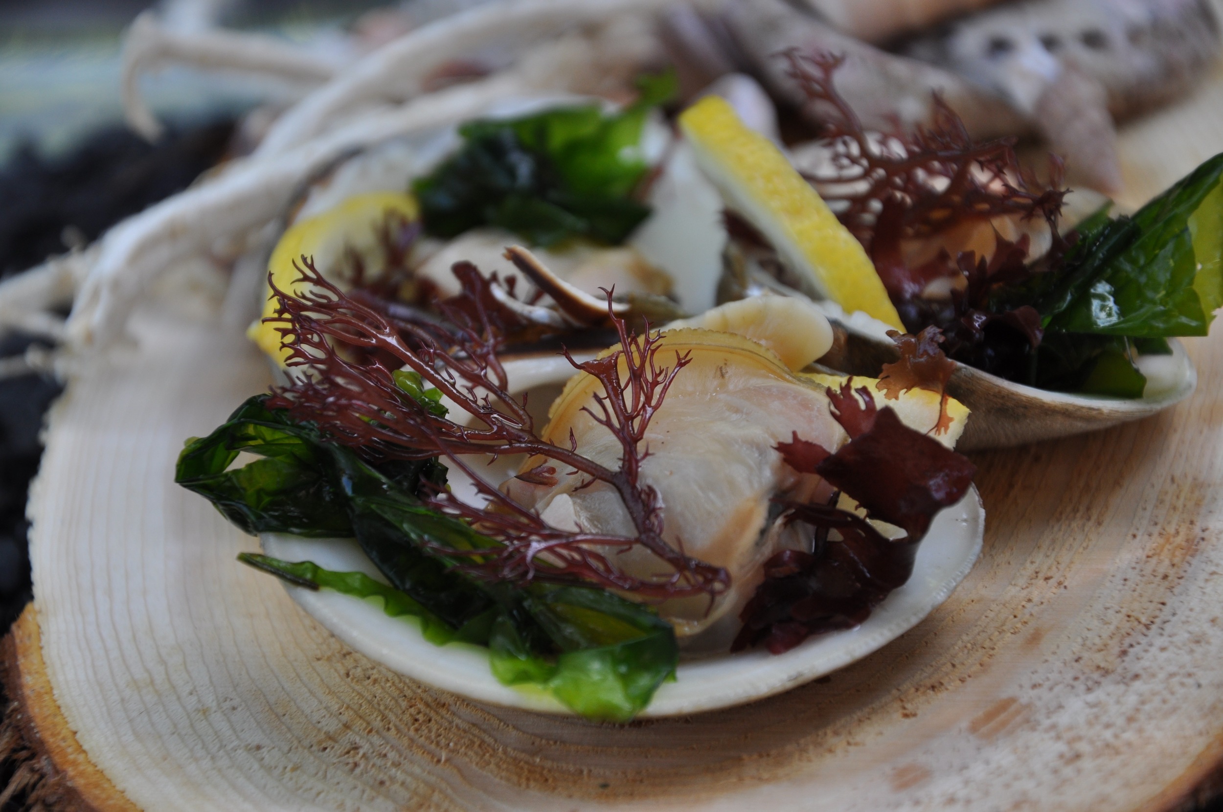 Monterey Bay Seaweeds
