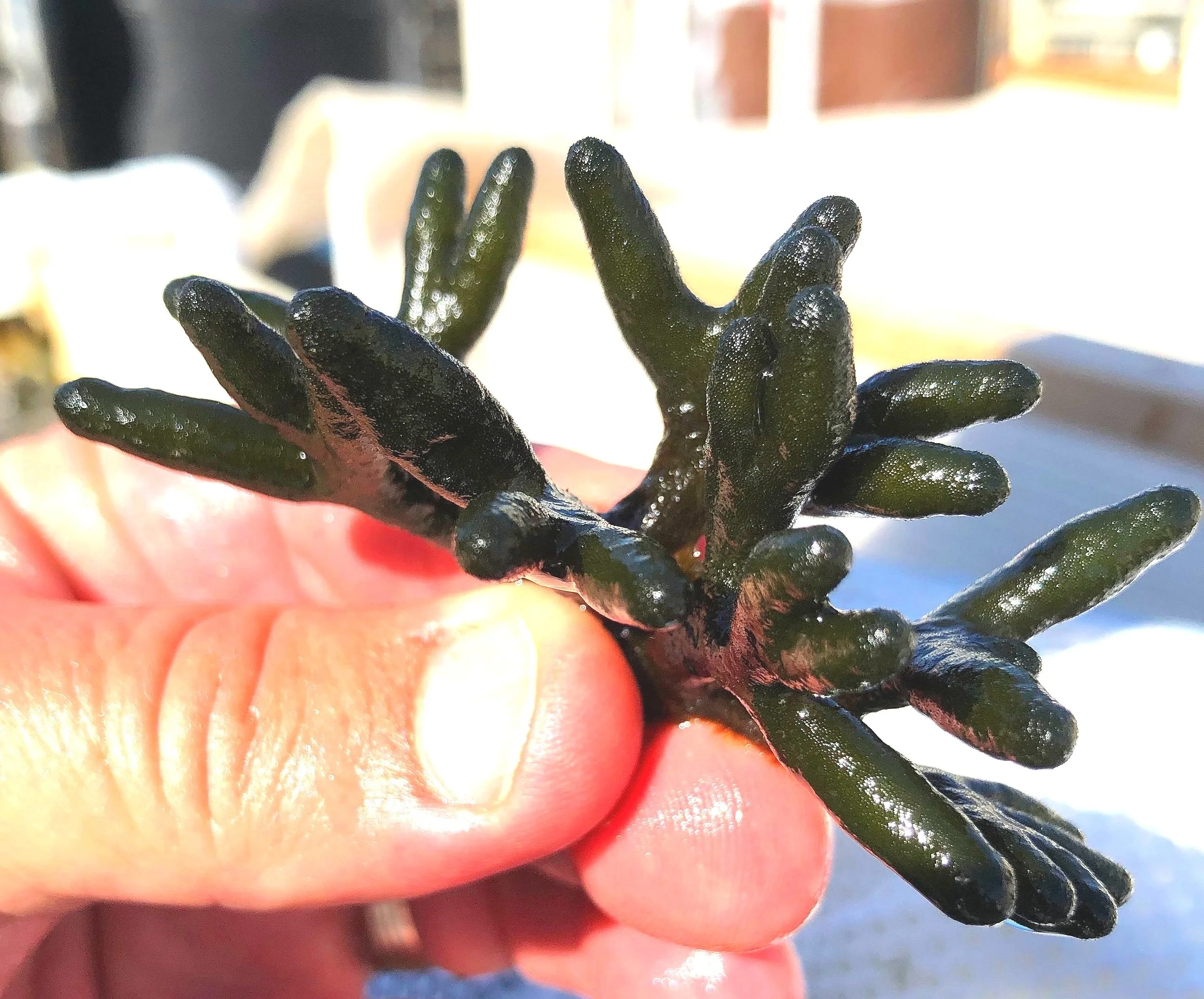 Monterey Bay Seaweeds