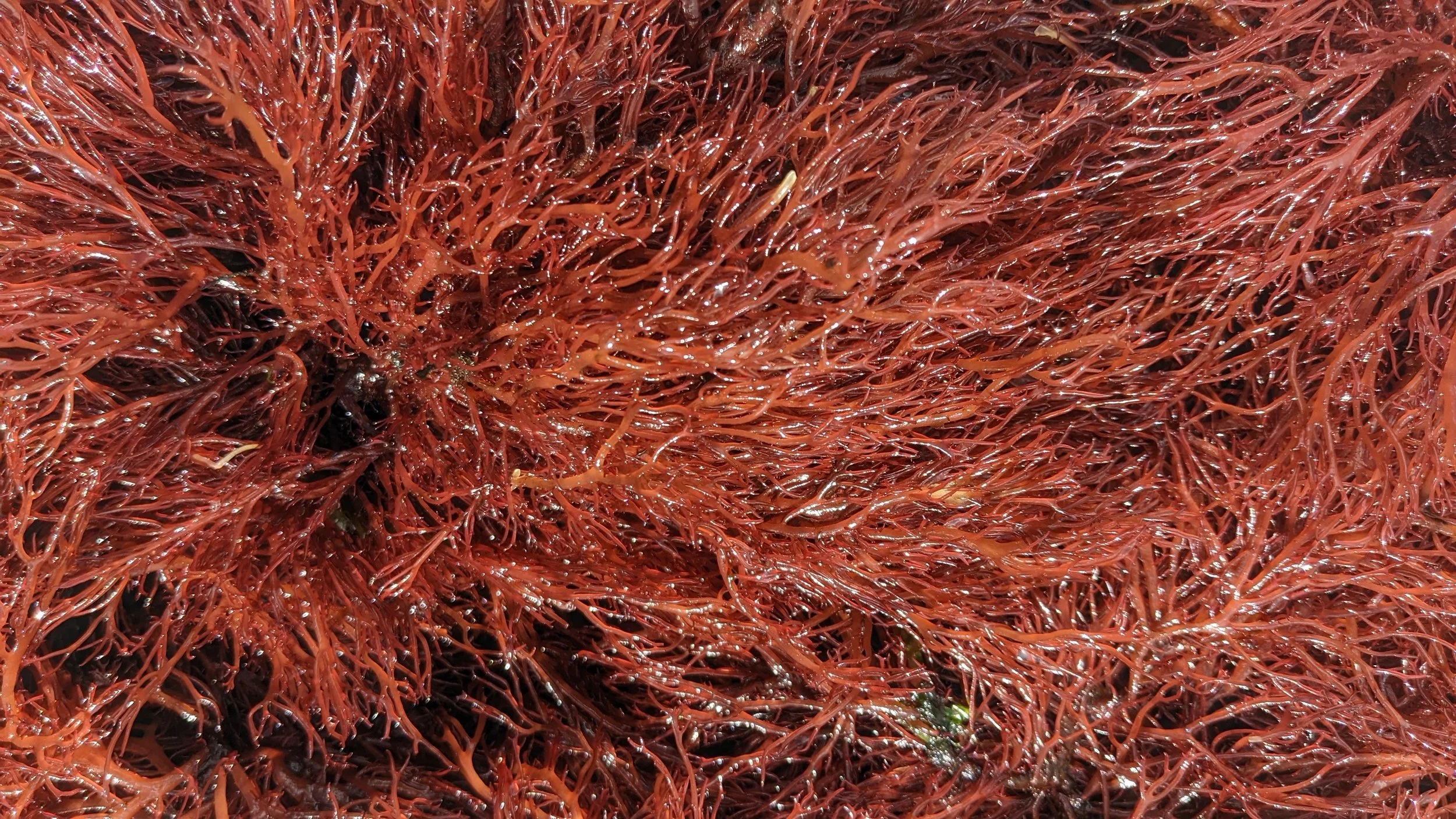 Monterey Bay Seaweeds