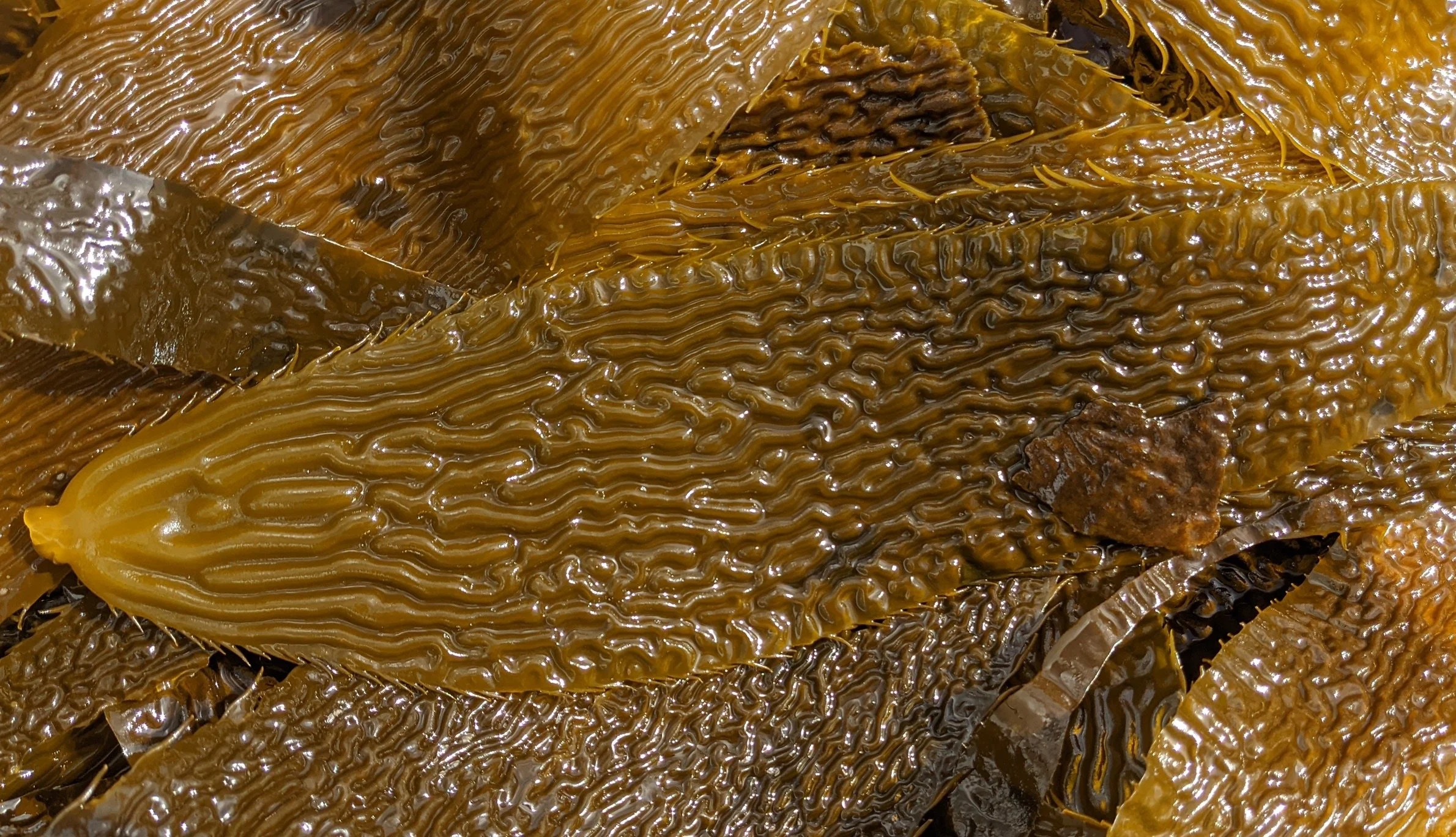 Monterey Bay Seaweeds