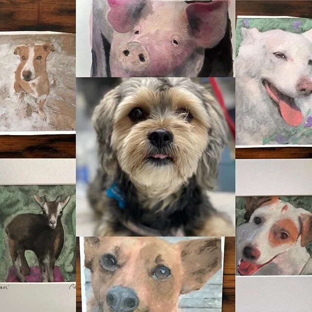 Coveted Canines and Creatures | Toronto Animal Rescue | Adopt a Dog Toronto