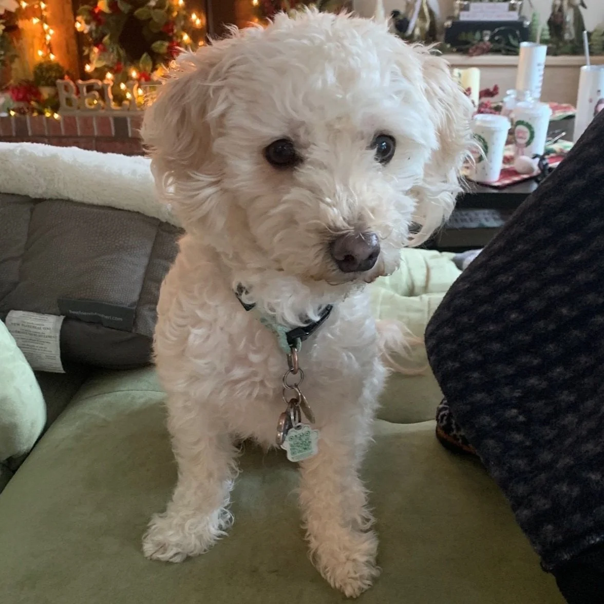 Coveted Canines and Creatures | Toronto Animal Rescue | Adopt a Dog Toronto