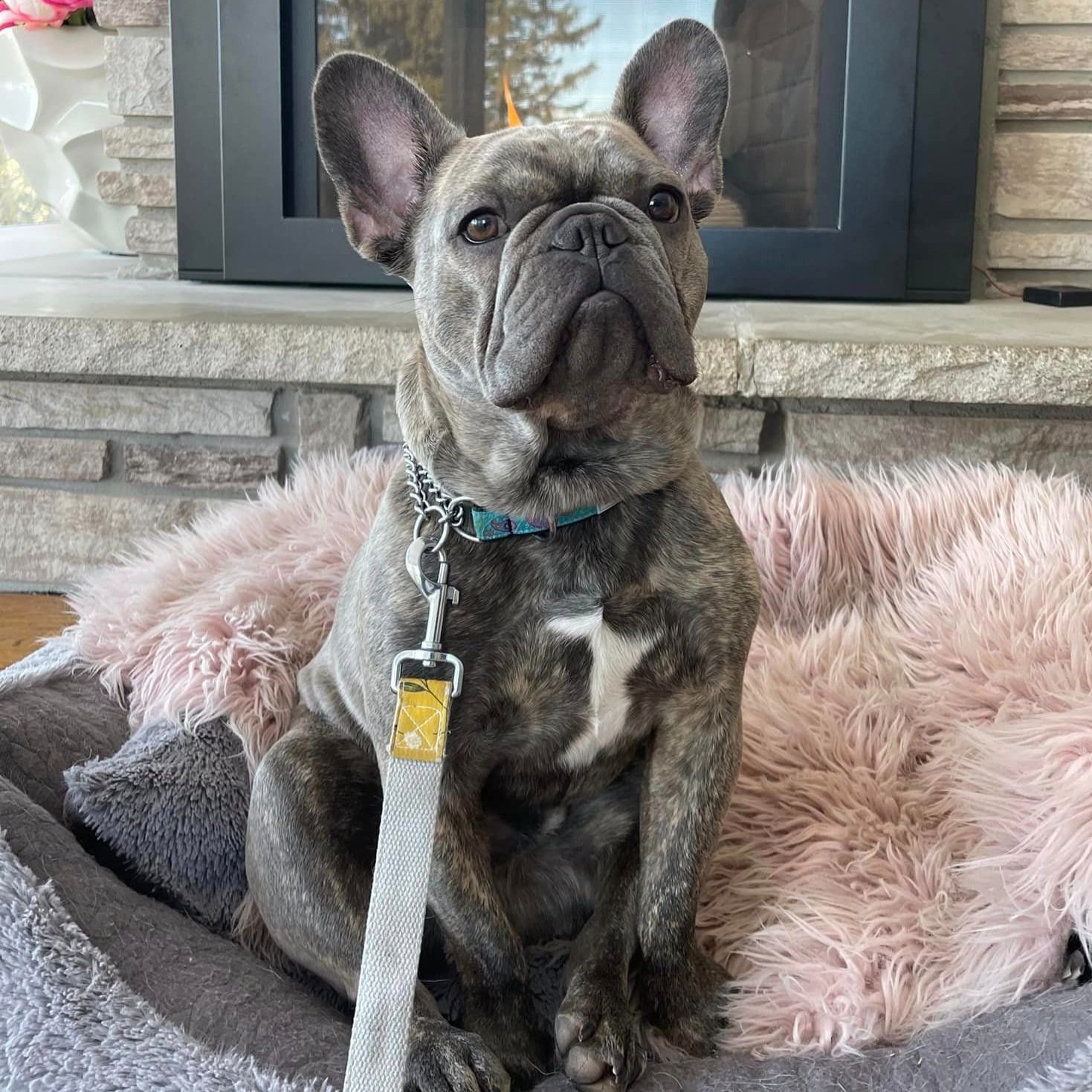 Coveted Canines and Creatures | Toronto Animal Rescue | Adopt a Dog Toronto