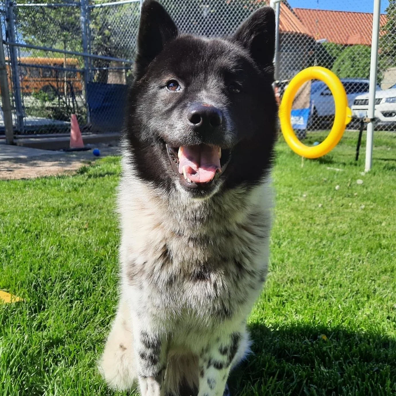 Coveted Canines and Creatures | Toronto Animal Rescue | Adopt a Dog Toronto