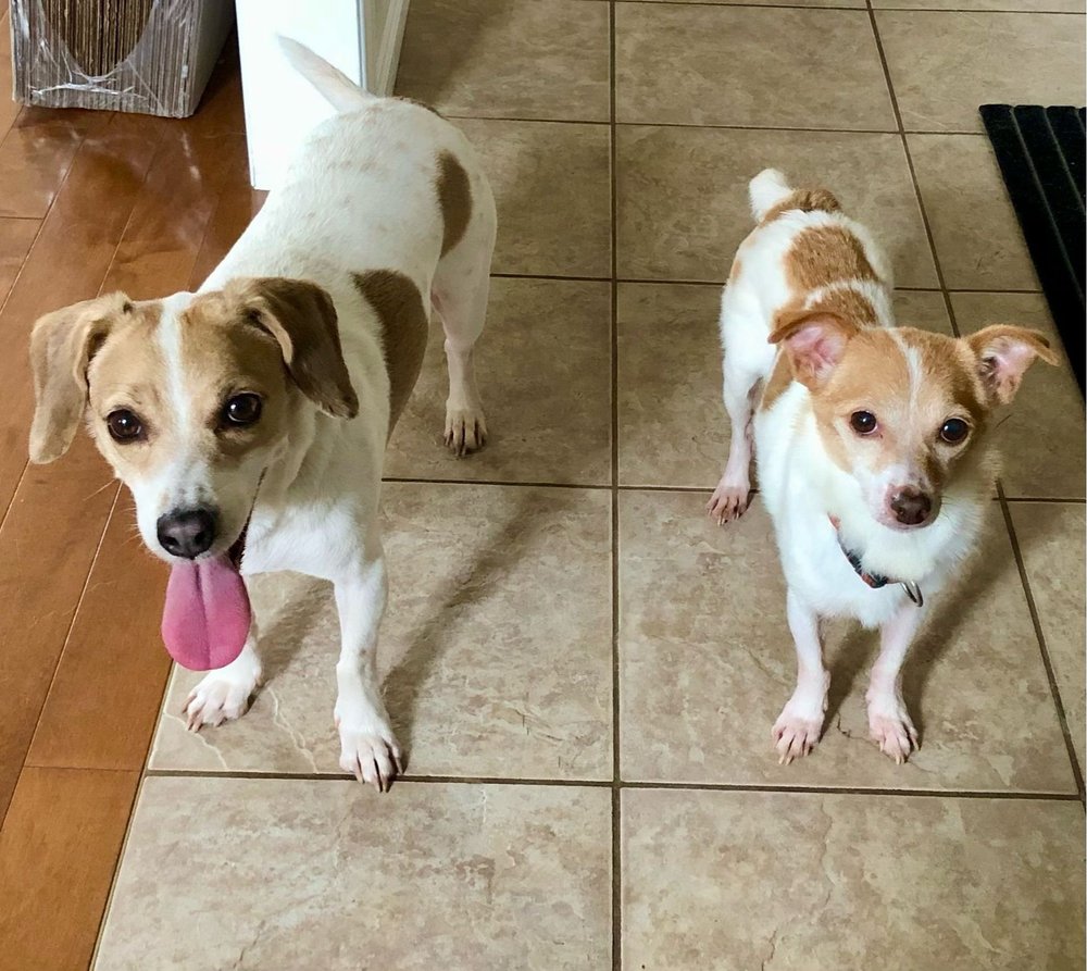 Coveted Canines and Creatures | Toronto Animal Rescue | Adopt a Dog Toronto