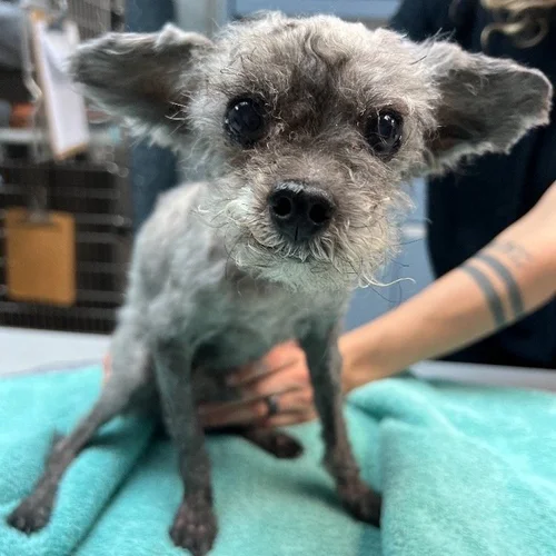 Coveted Canines and Creatures | Toronto Animal Rescue | Adopt a Dog Toronto