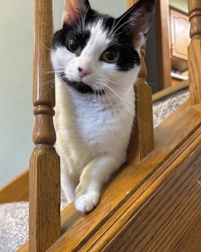 Pals for Paws Petsitting