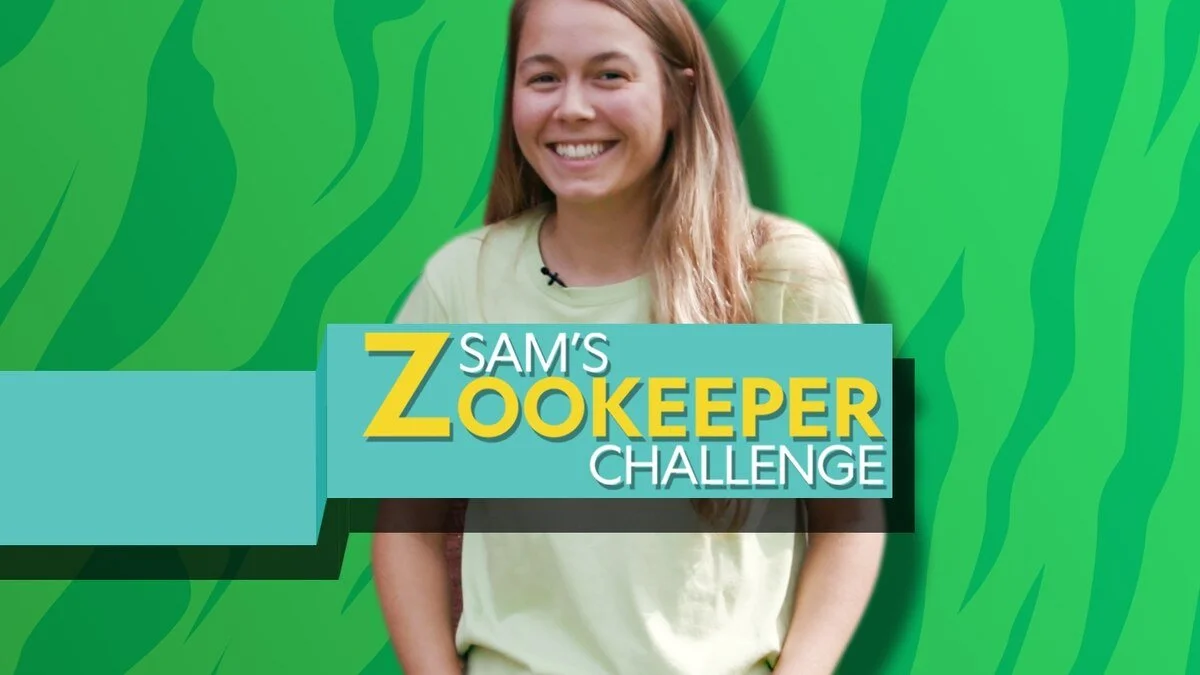 Portfolio — SAM PELTZ