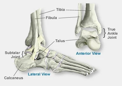 Ankle Anatomy — Northwest Orthopedic Surgery, S.C.