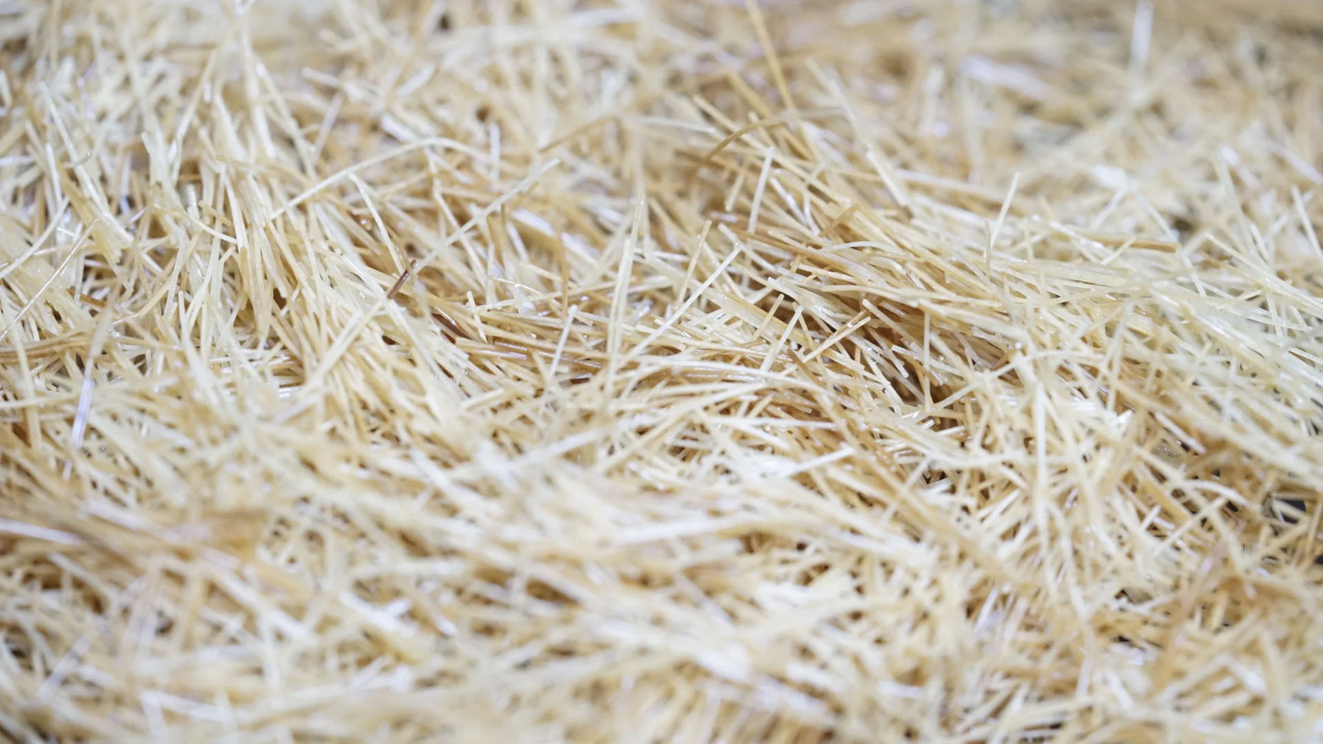 Best Of Bengali- Shemai (Sweet Vermicelli Pudding) — golden tiffin