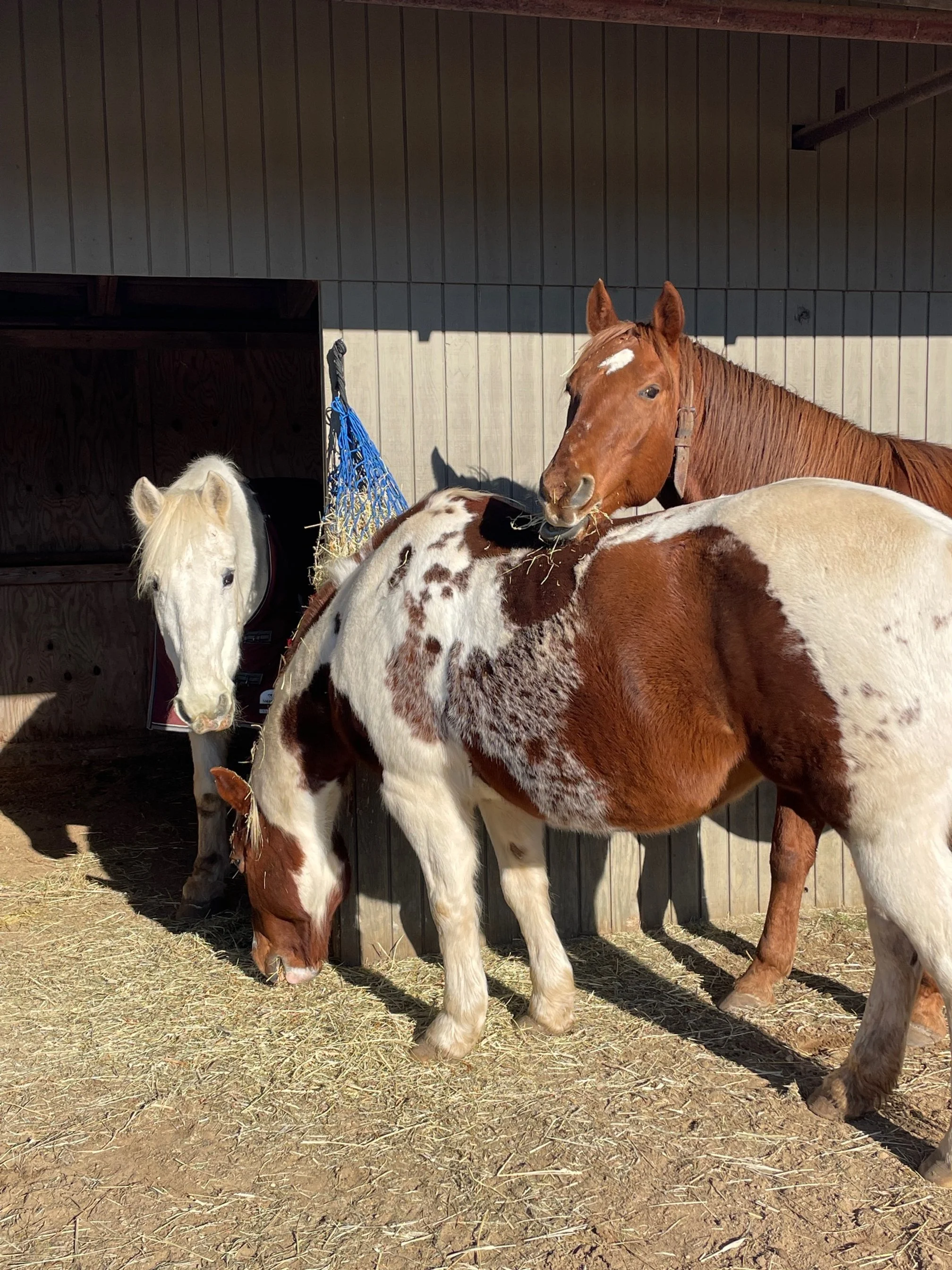 Annual Report 2024 — Misty Meadows Equine Learning Center
