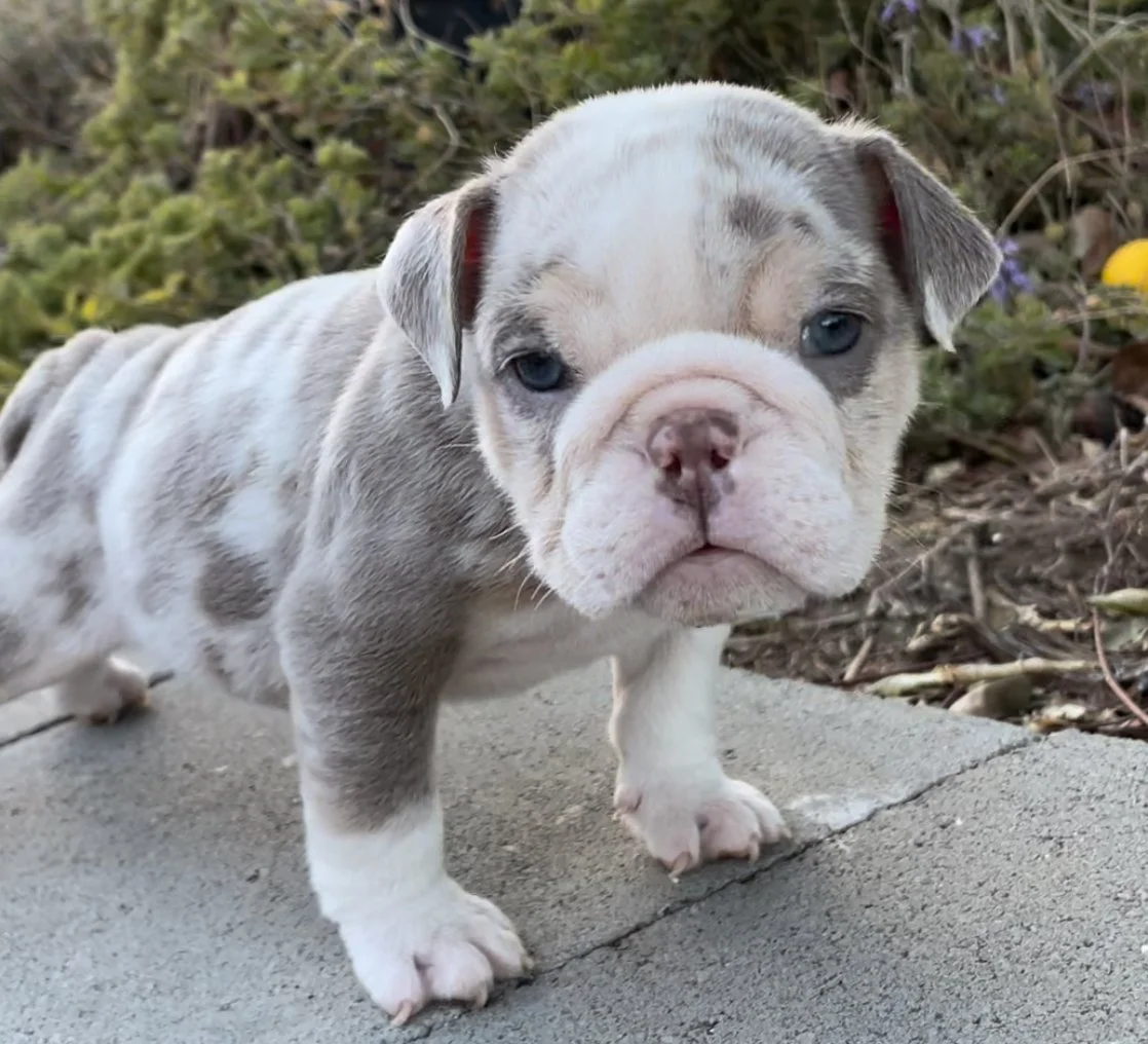 Available Pups — San Diego Bullies