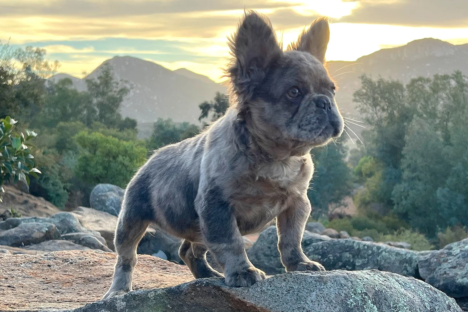 Fluffy Frenchies — San Diego Bullies