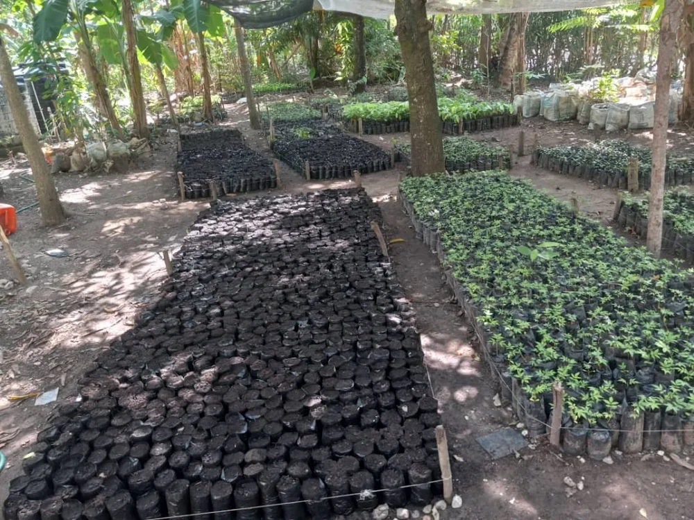 10,000 Trees Need Bags — The Haiti Tree Project