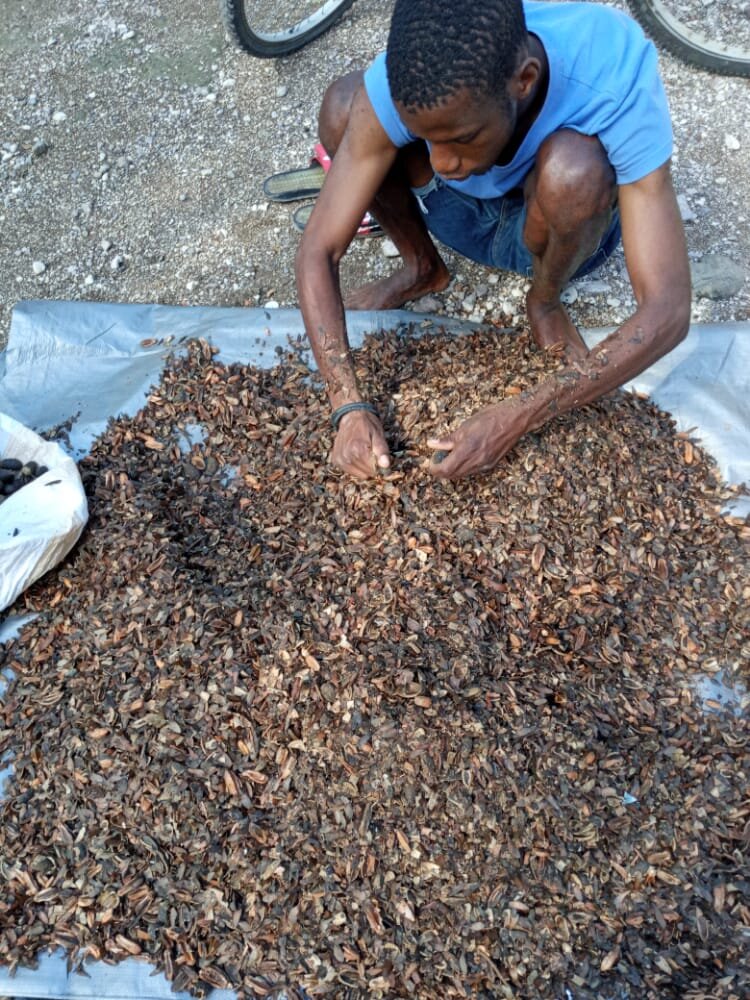 The Popular Sed Tree — The Haiti Tree Project