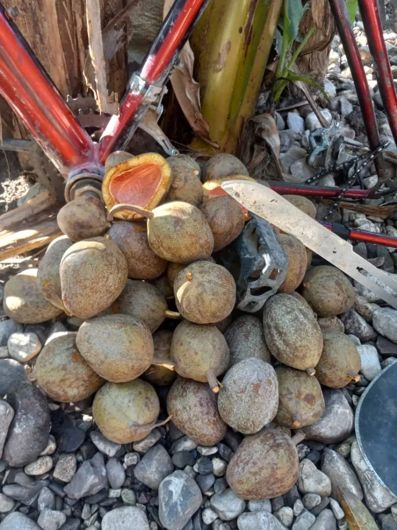Mahogany Seeds — The Haiti Tree Project