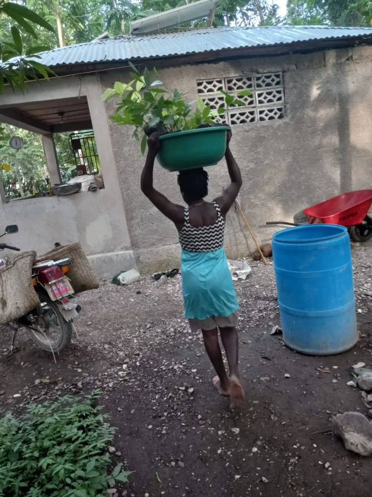 Current Activities — The Haiti Tree Project