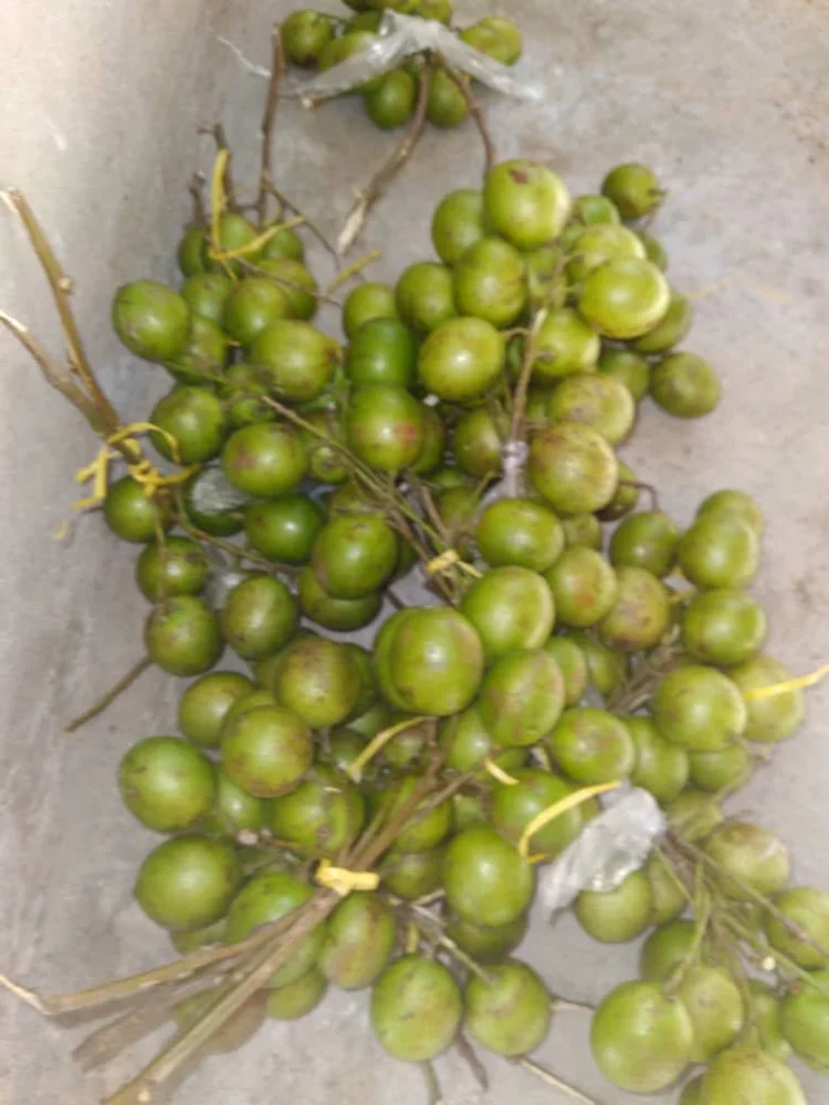 Kenep Fruit Seeds — The Haiti Tree Project