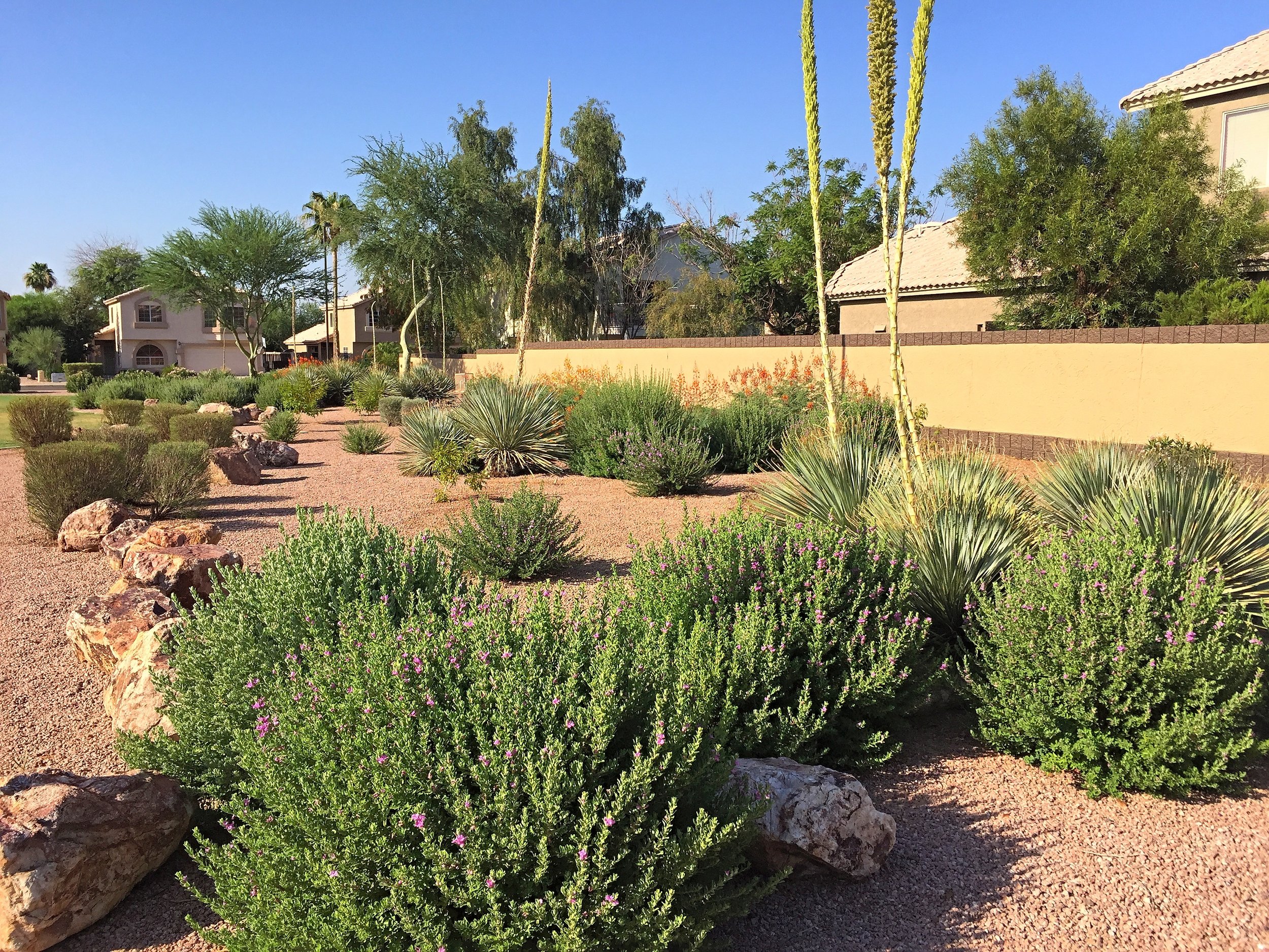 Superstition Springs Homeowners Association — ProQual Landscaping